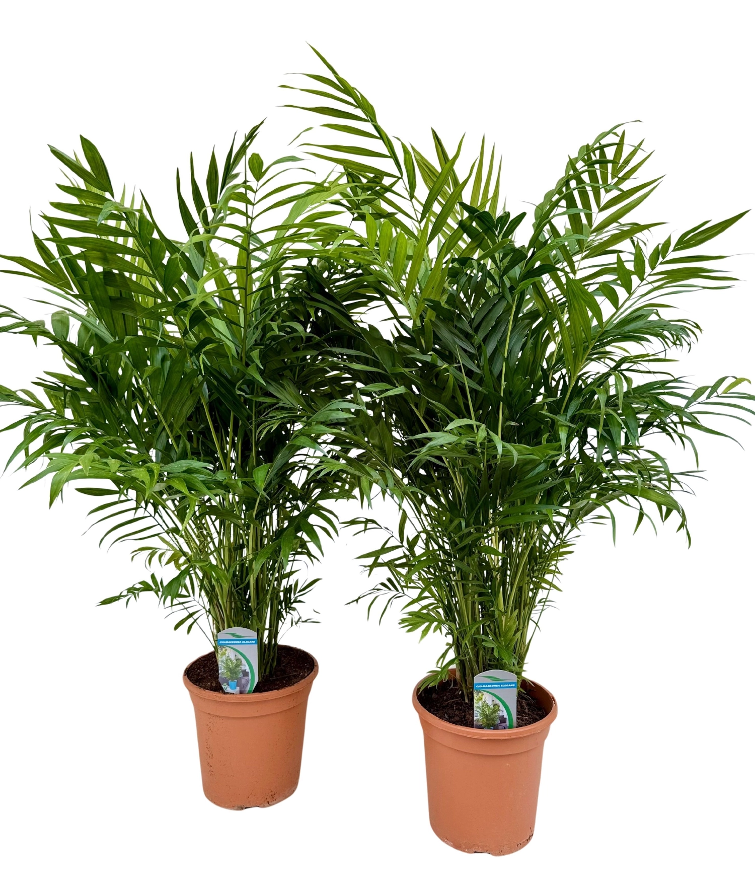 Bergpalme 'Chamaedorea', 20 cm Topf - Obst, Gemüse & Kräuter - Blumen Risse