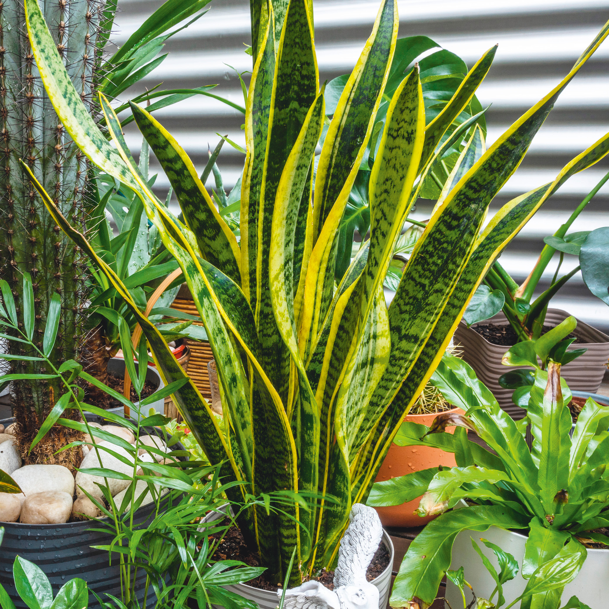 Bogenhanf 'Sansevieria Superba', 17 cm Topf - Gemüse - Blumen Risse