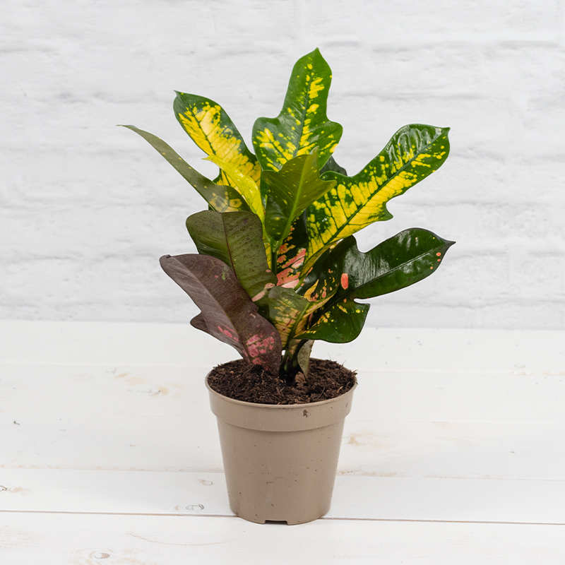 Wunderstrauch Kroton 'Codiaeum Variegatum', 13 cm Topf - Zimmerpflanzen ...