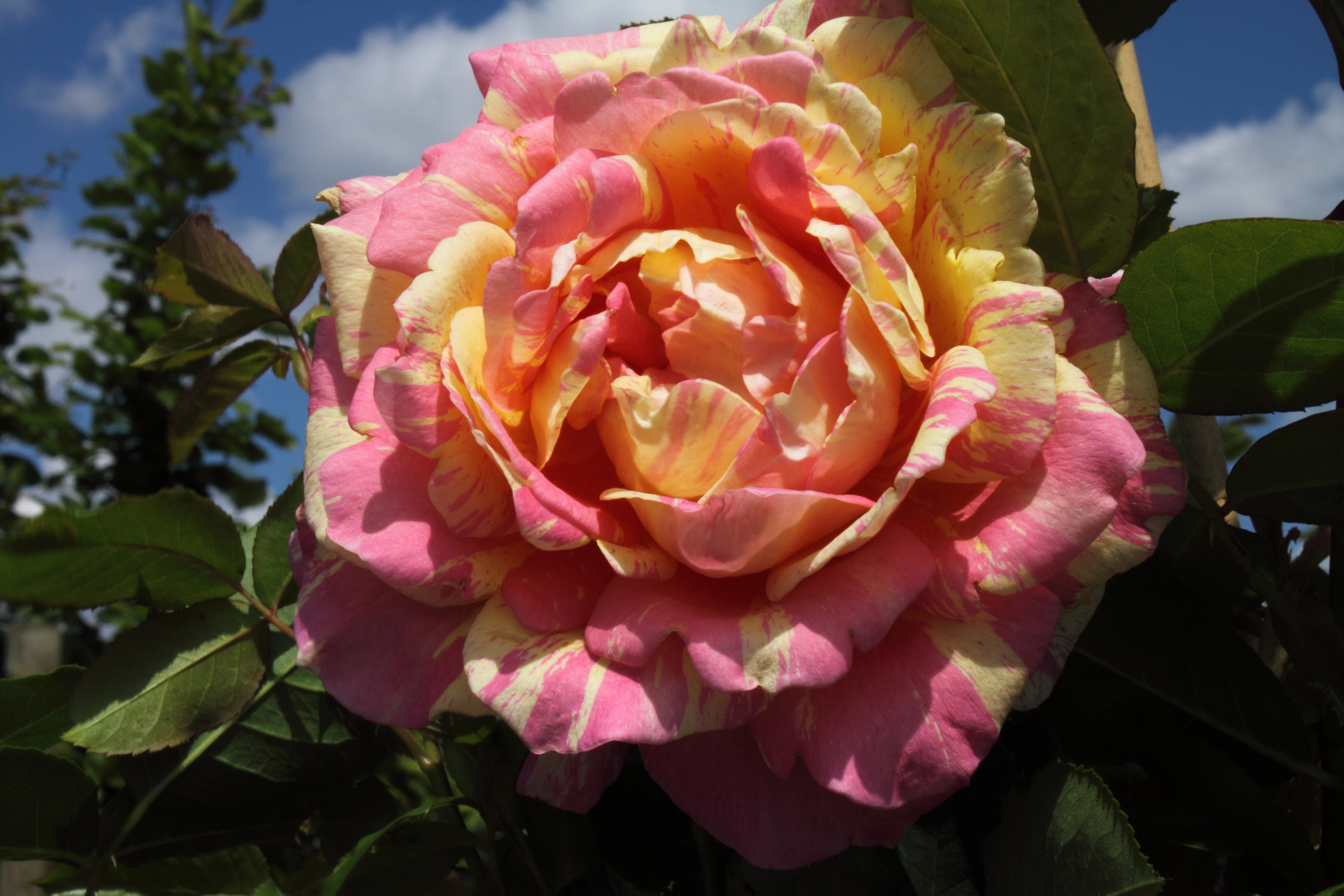 Laubgehölze - Blumen Risse