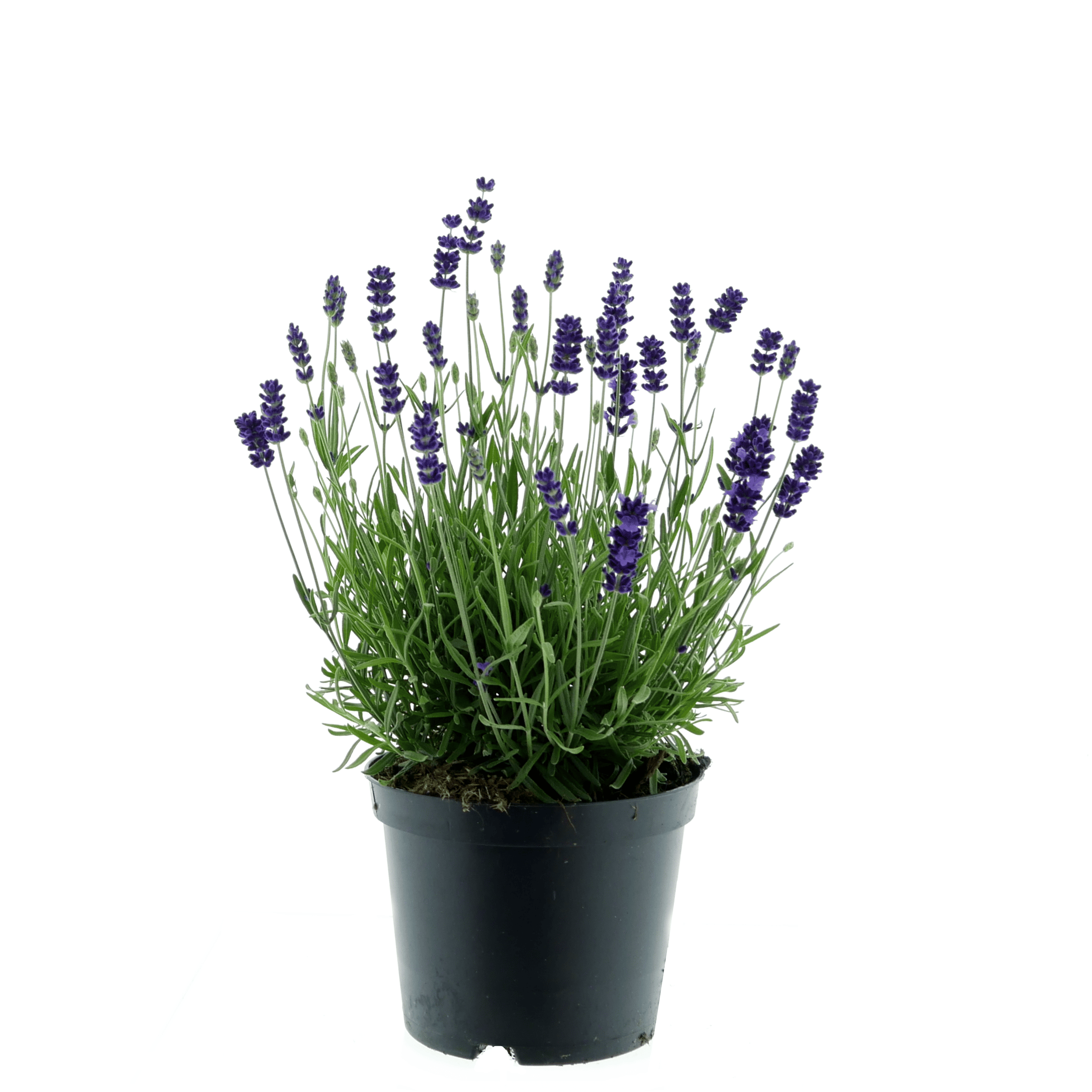 Lavendel 'Munstead', 10 bis 15 cm Höhe, blau-violett - Mediterrane ...