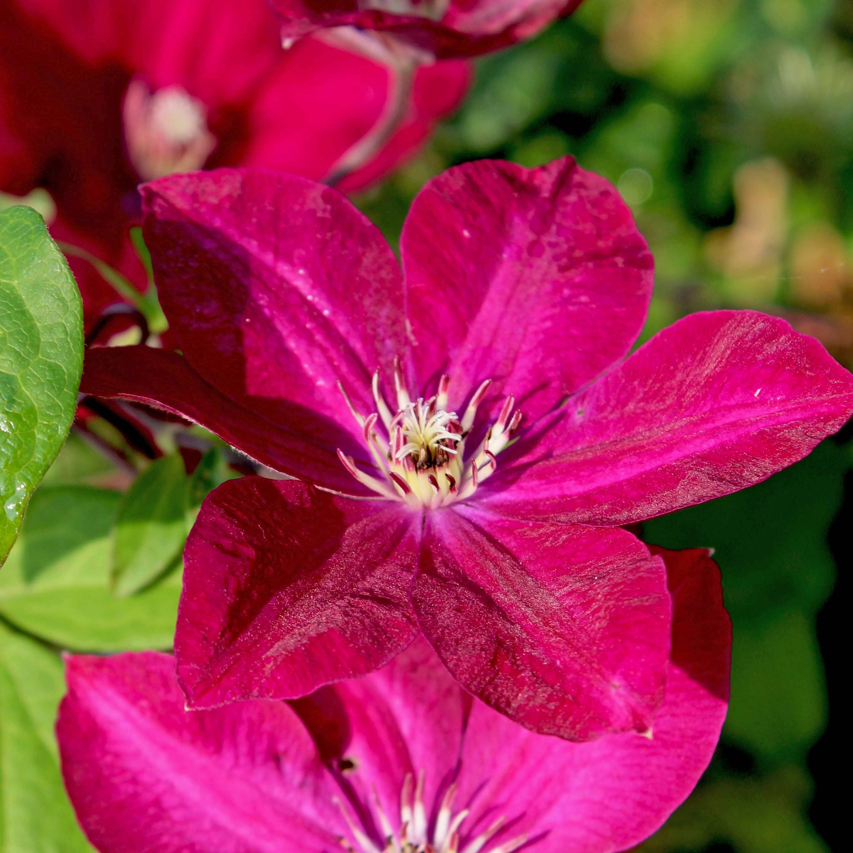 Clematis 'Rouge Cardinal', 20 bis 30 cm Höhe, rot - Hortensien - Blumen ...