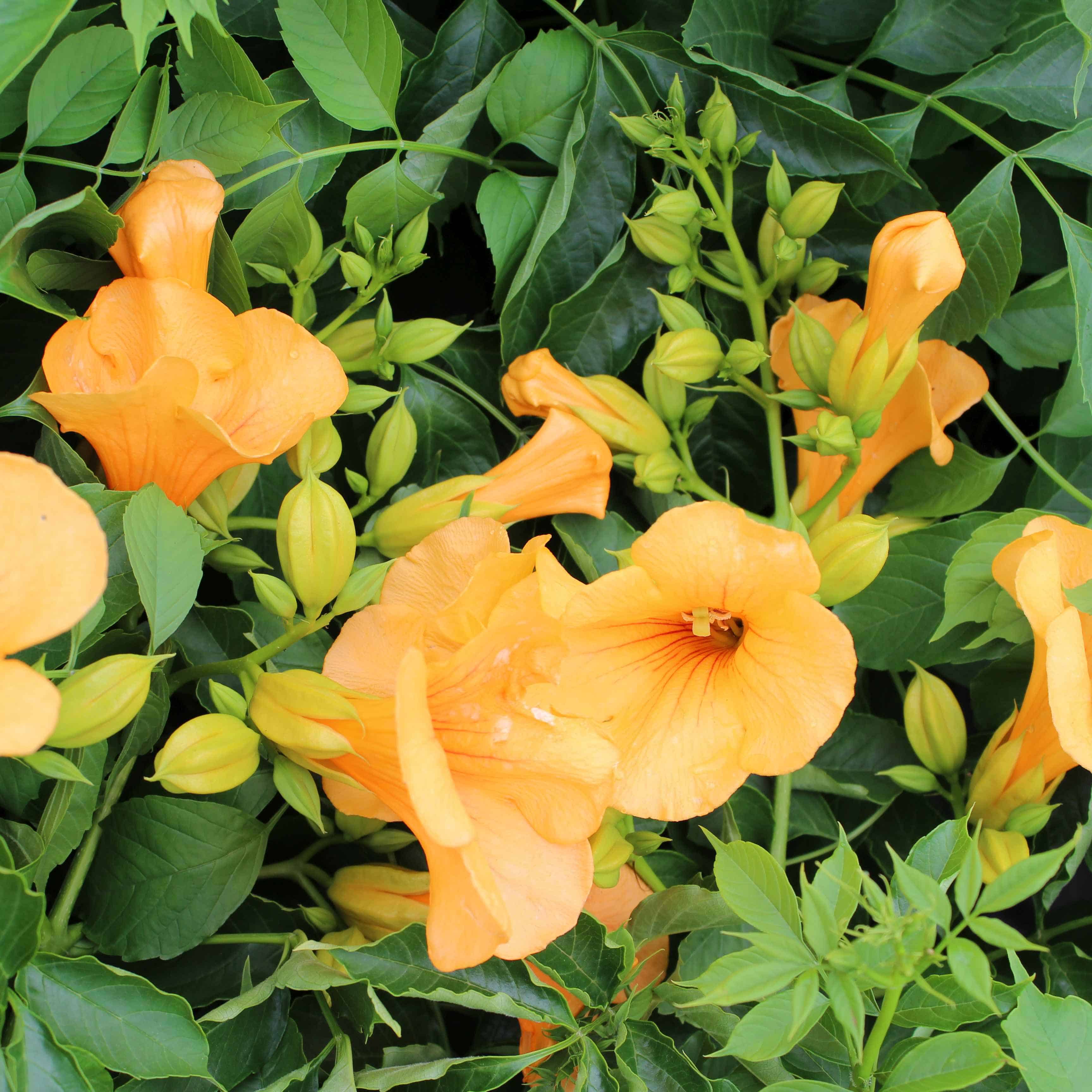 Kräuter kaufen - Blumen Risse