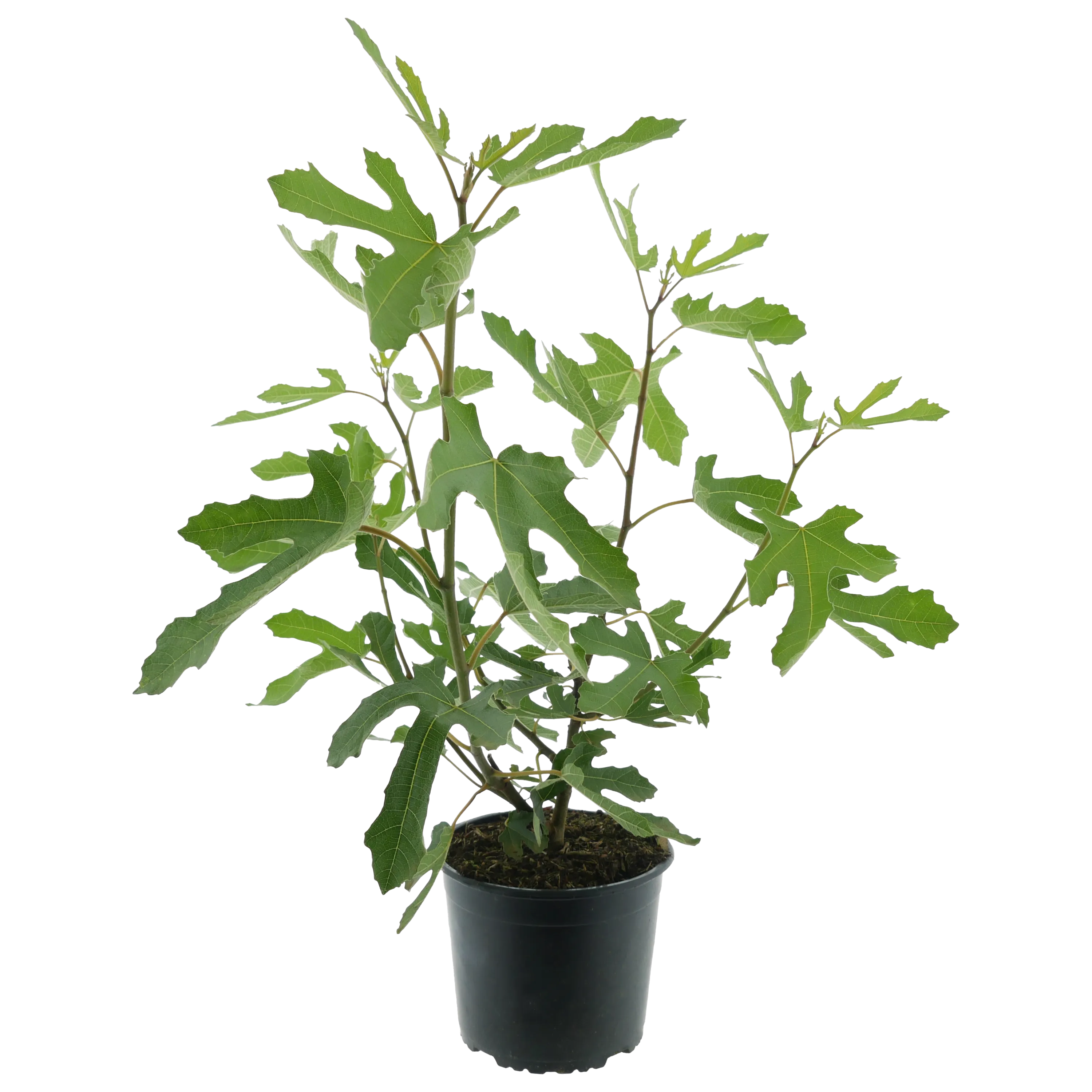 Feige Little Firoma