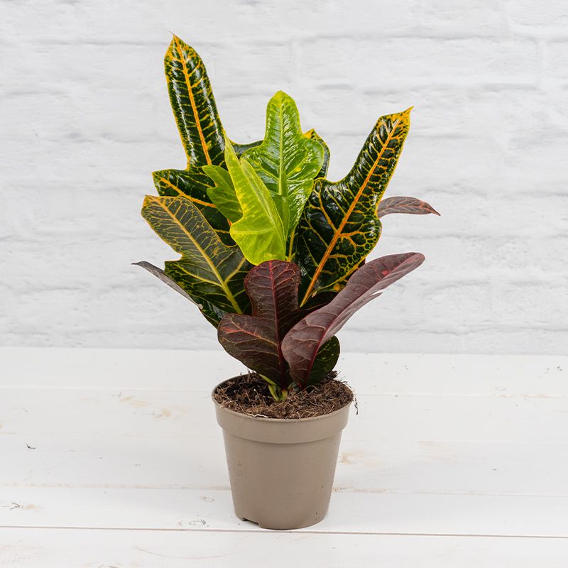 Wunderstrauch Kroton 'Codiaeum Variegatum', 13 cm Topf - Zimmerpflanzen ...