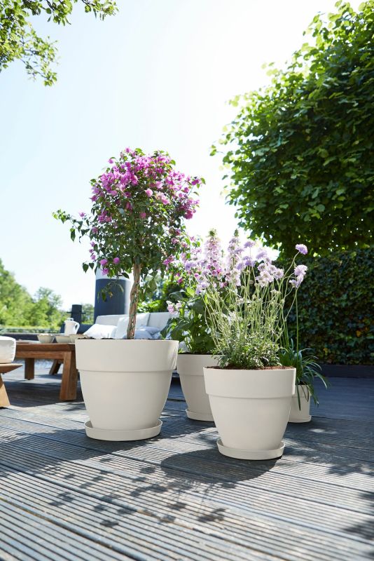 Balkon- & Terrassenpflanzen - Blumen Risse