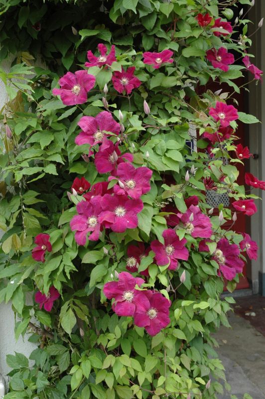 Clematis 'Rouge Cardinal', 20 bis 30 cm Höhe, rot - Hortensien - Blumen ...