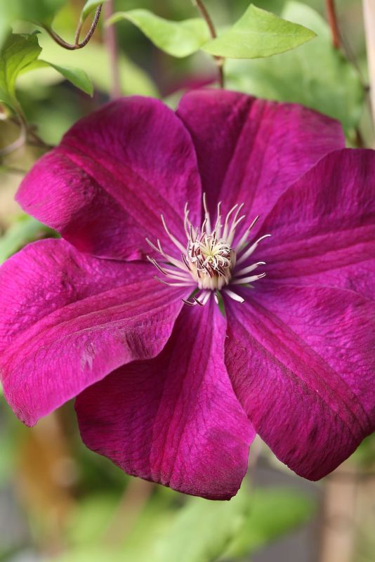 Clematis 'Rouge Cardinal', 20 bis 30 cm Höhe, rot - Hortensien - Blumen ...